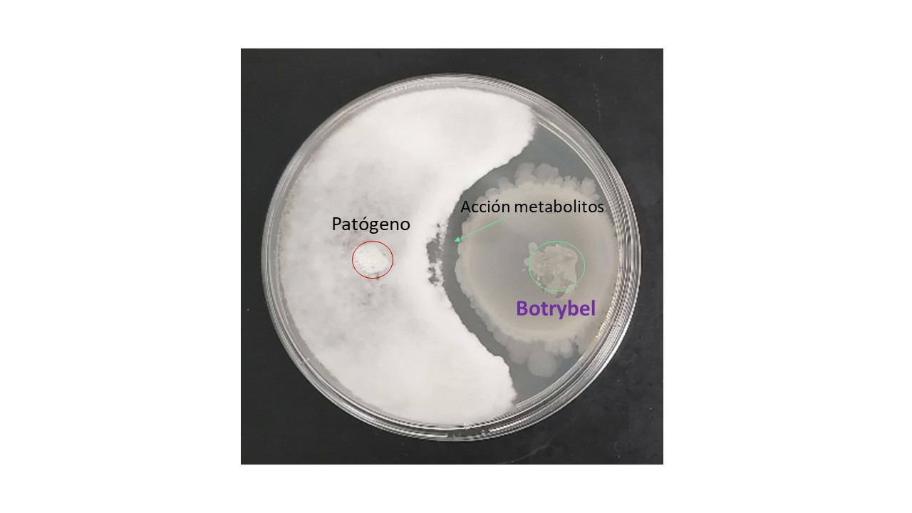 Botrybel, la nueva solución microbiológica de Probelte para producir ...